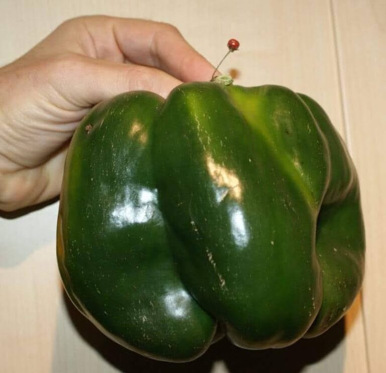 Giant Bell Pepper