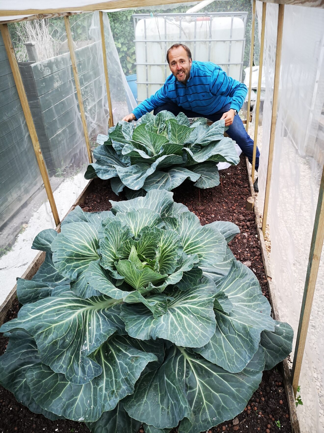 Cornish Giant Cabbage Plants