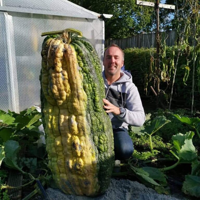 Buy your seeds here from a Guiness World Record Holder