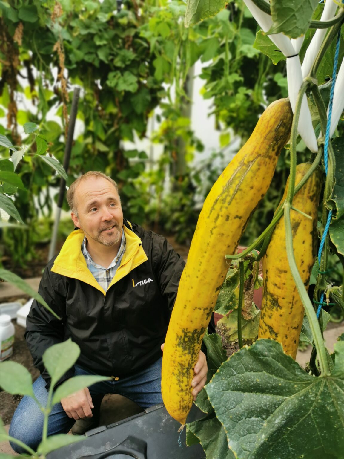 Giant Cucumber (Long) – Fresh, Crisp, and Perfect for Your Garden