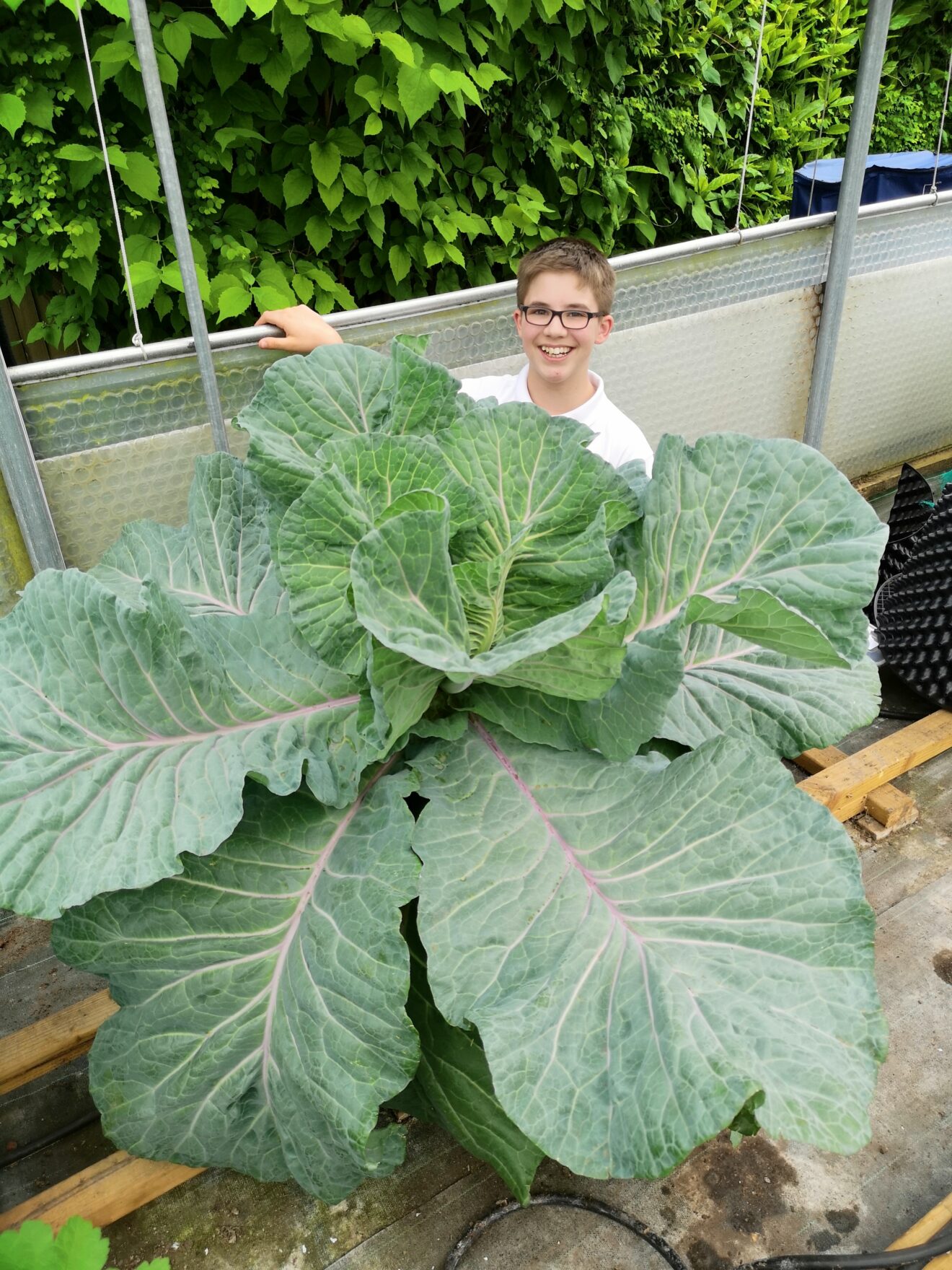 Cornish Giant Cabbage (Reselected)
