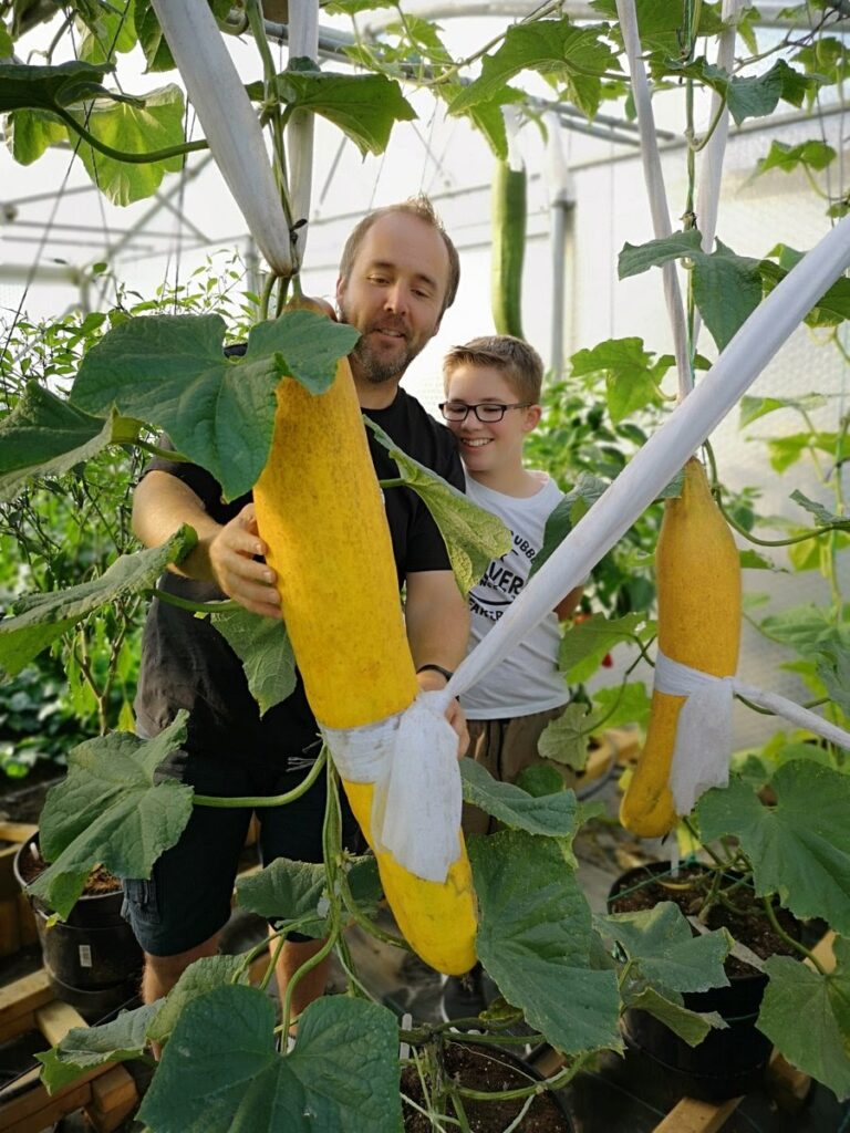 Giant Cucumber (Heavy)