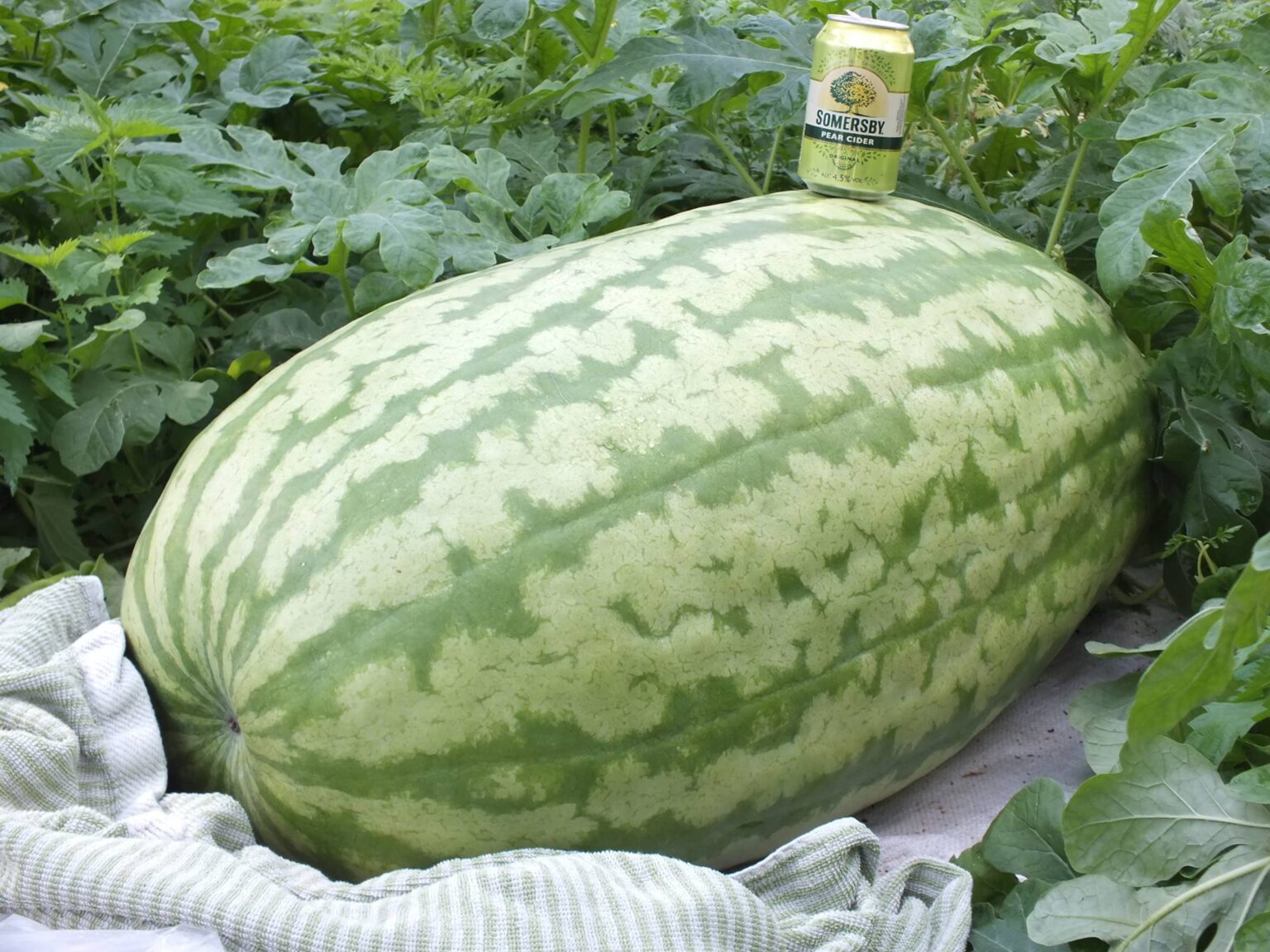 Giant Watermelon
