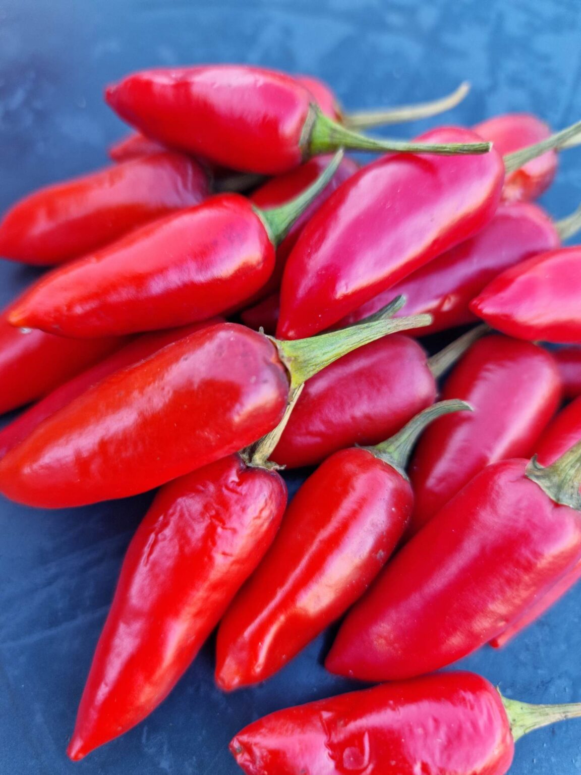 Chilli (Red)
